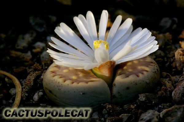 Lithops fulleri?? - CactiGuide.com