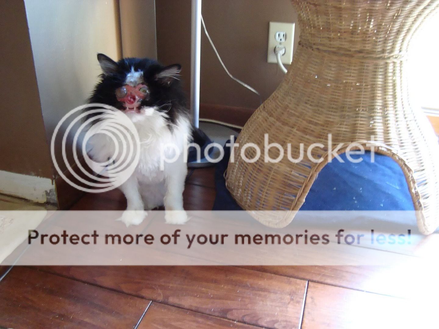 Faceless Cat (big n' graphic) - AR15.COM