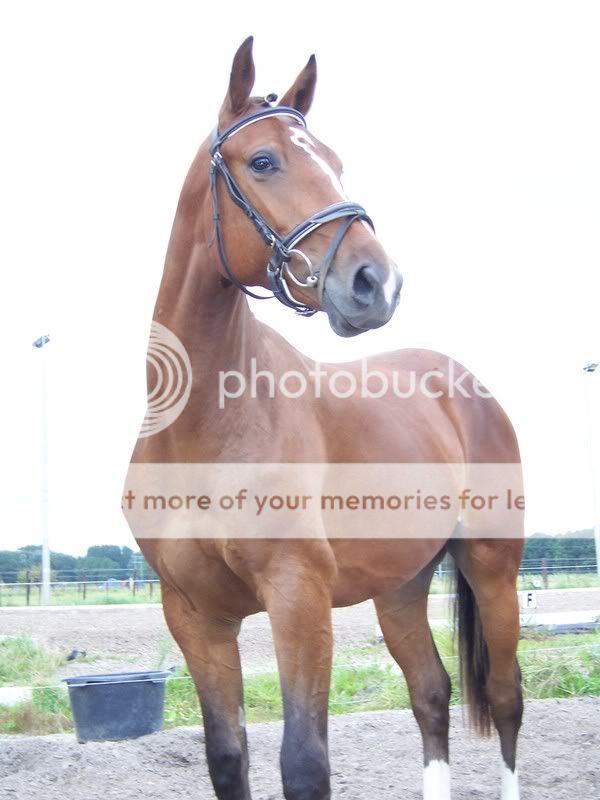 Iemand ervaring met hengst Calypso (Hadj x Quastor) • Bokt.nl