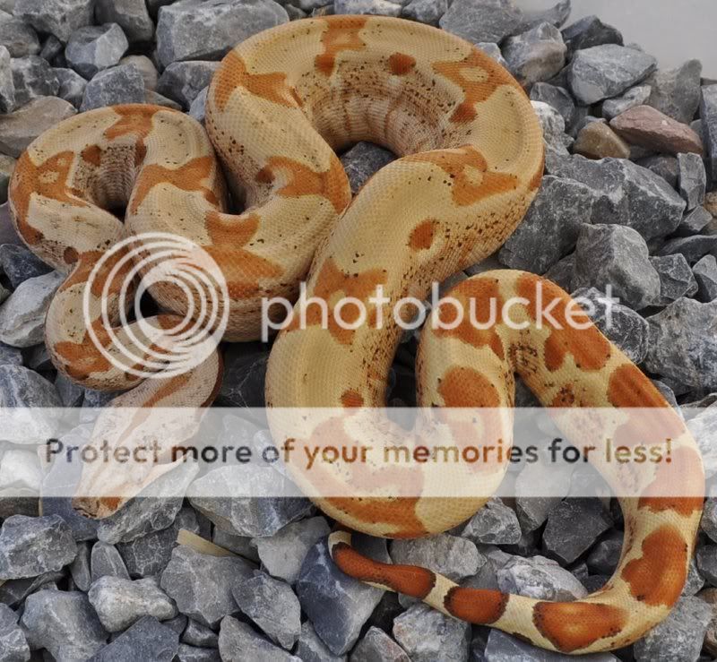 Stunning boa morphs available | Reptile Forums