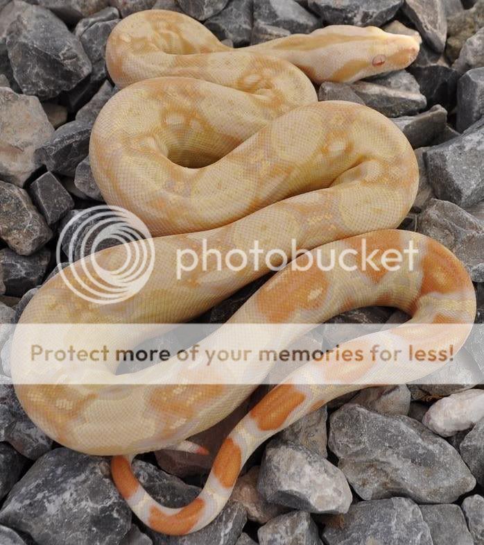 Stunning boa morphs available | Reptile Forums