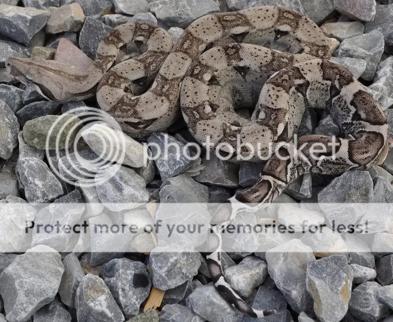 Stunning boa morphs available | Reptile Forums