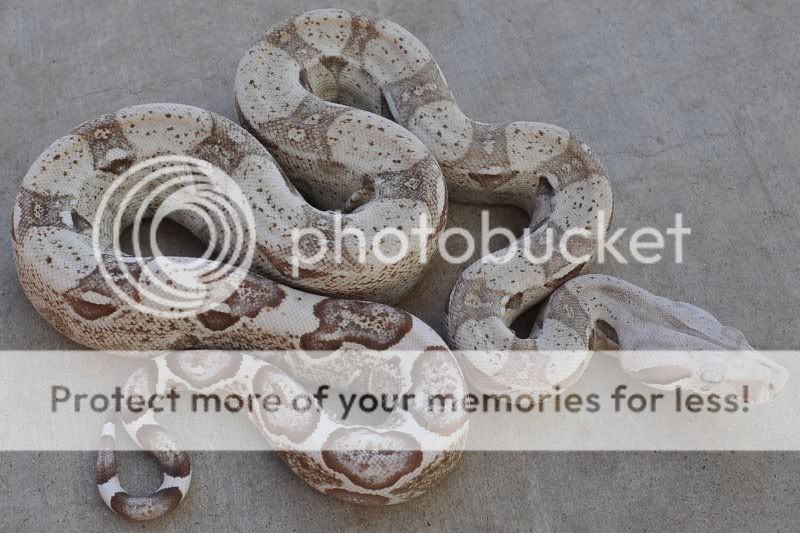 Stunning boa morphs available | Reptile Forums