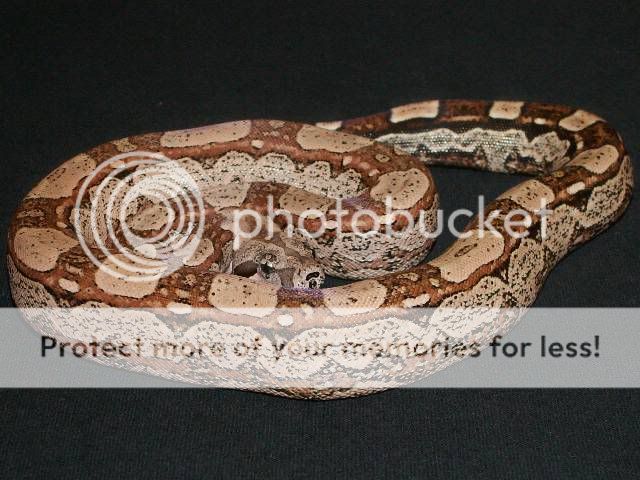 arabesque boa prices? | Reptile Forums