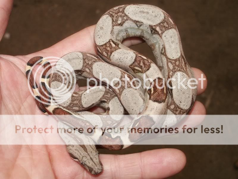 08 male common boa | Reptile Forums