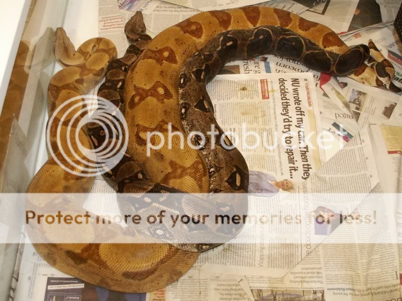 Mating boas ( graphic pics) - Reptile Forums
