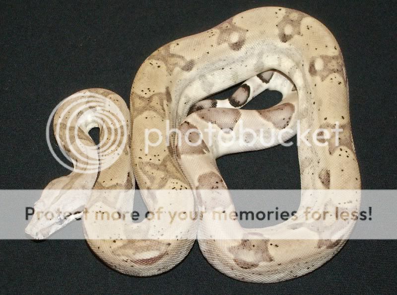 Last 09 Male ghost boa FOR SALE | Reptile Forums