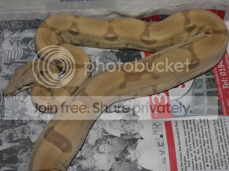 Year old possible super ghost | Reptile Forums