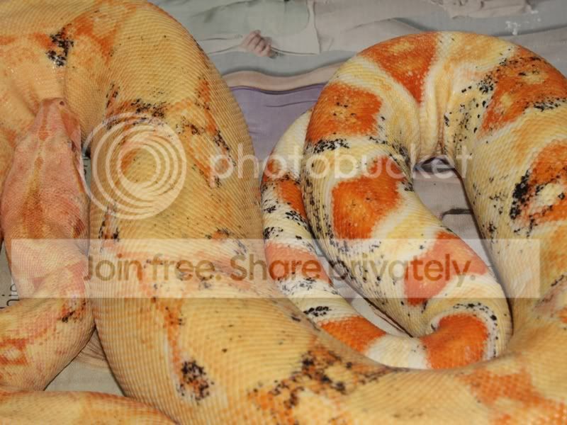 Paradox Sharp albino | Reptile Forums