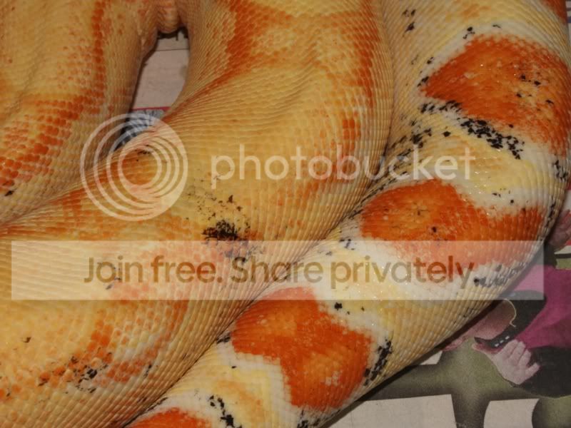 2 year old paradox sharp albino - RedTailBoas Ultimate Reptile Community
