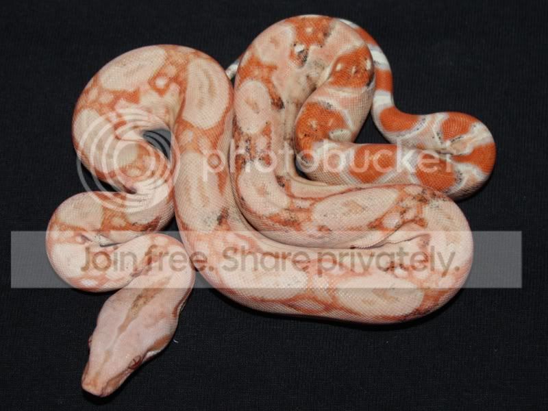 11 day old PARADOX Sharp albino boa | Reptile Forums