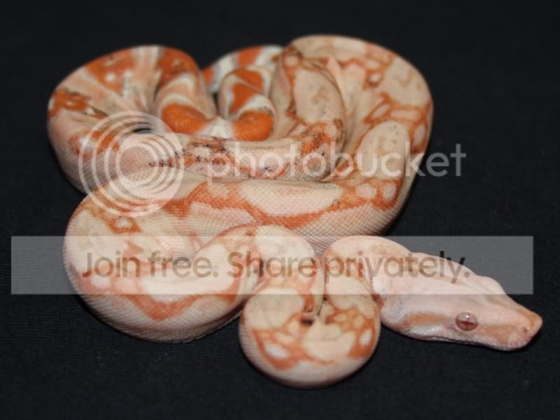 11 day old PARADOX Sharp albino boa | Reptile Forums