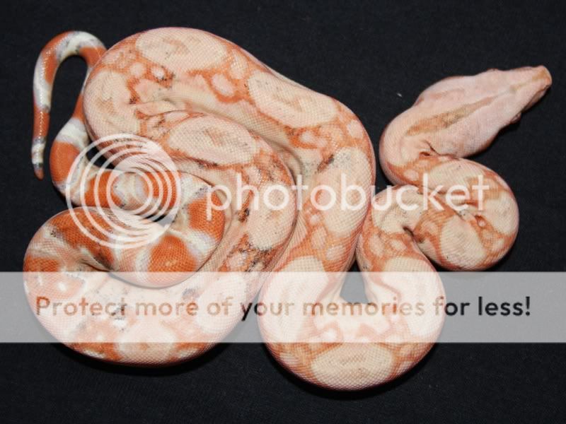 2 year old paradox sharp albino - RedTailBoas Ultimate Reptile Community