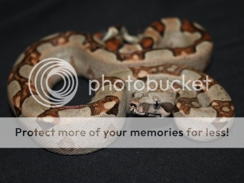 Pastel Fusion Boa | Reptile Forums