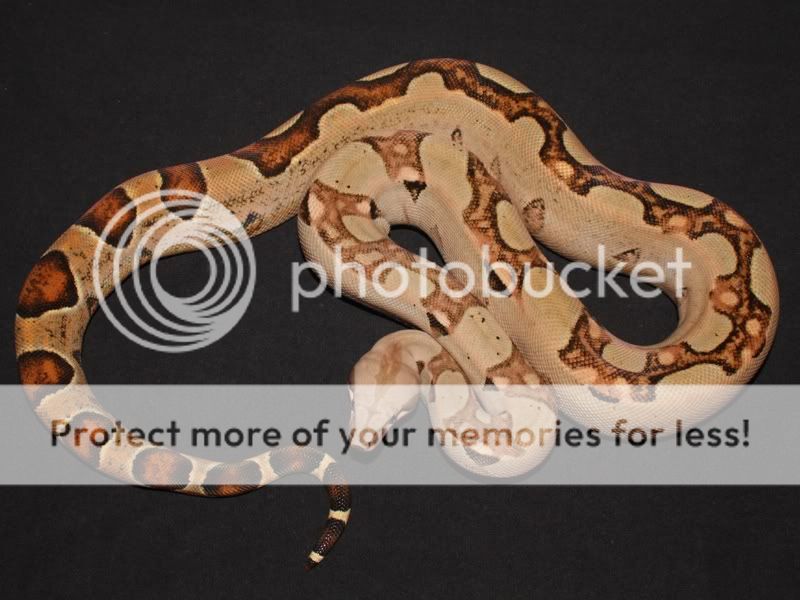 Pastel fusion boas | Reptile Forums