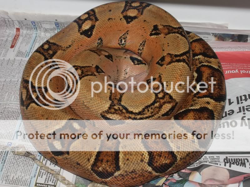 Pastel fusion boas | Reptile Forums