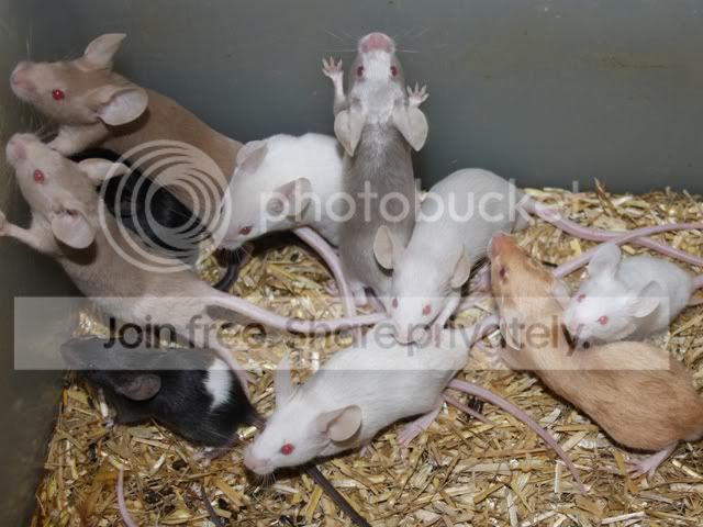 Pet mice for sale , lots of colours | Reptile Forums