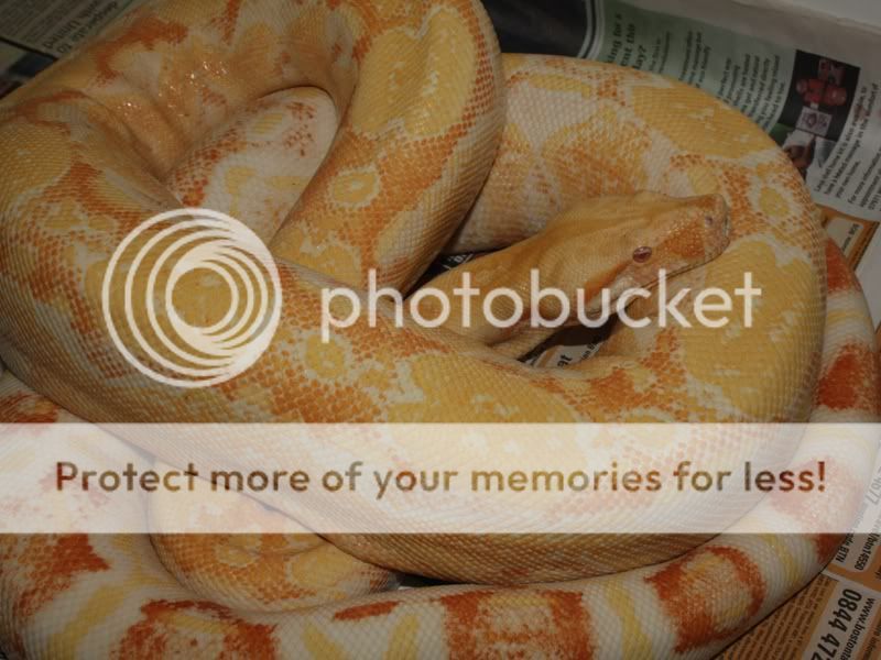 sharp vs kahl | Reptile Forums