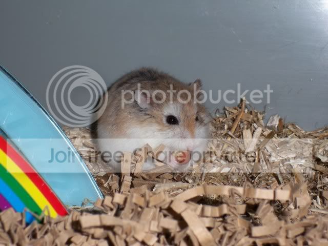 Foto's van alle soorten hamsters gezocht! - Hamsterforum