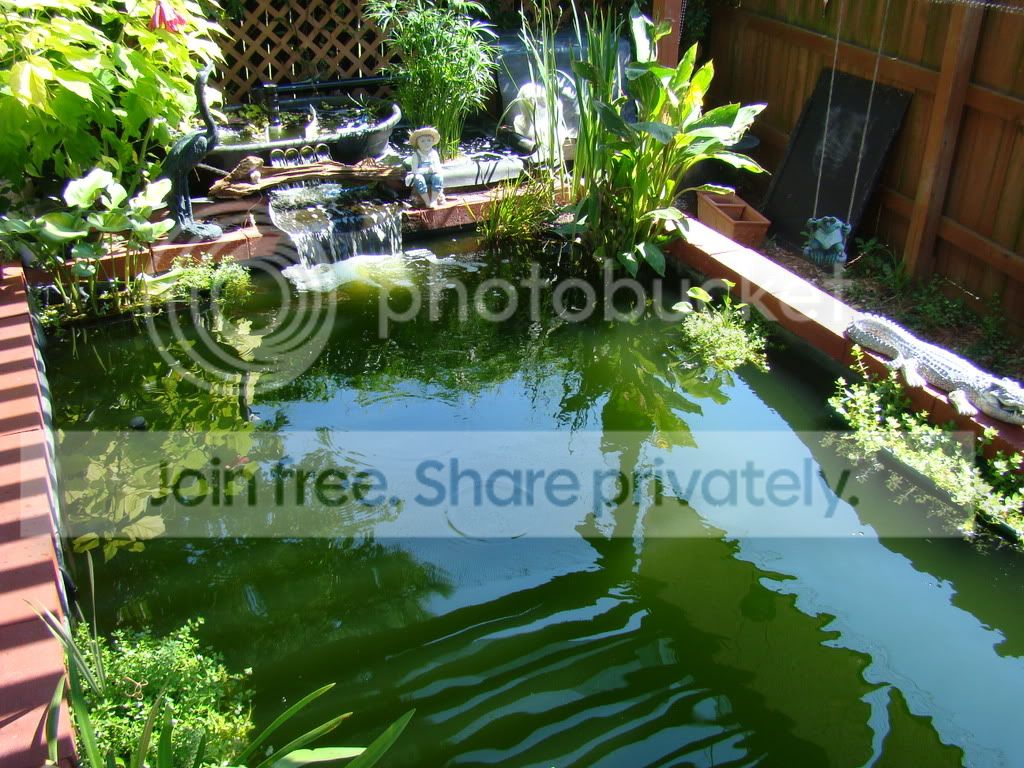 pea soup pond