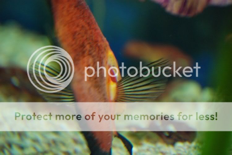 Swollen gills - SimplyDiscus