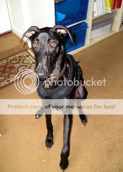 Harnesses - Lurcher Link