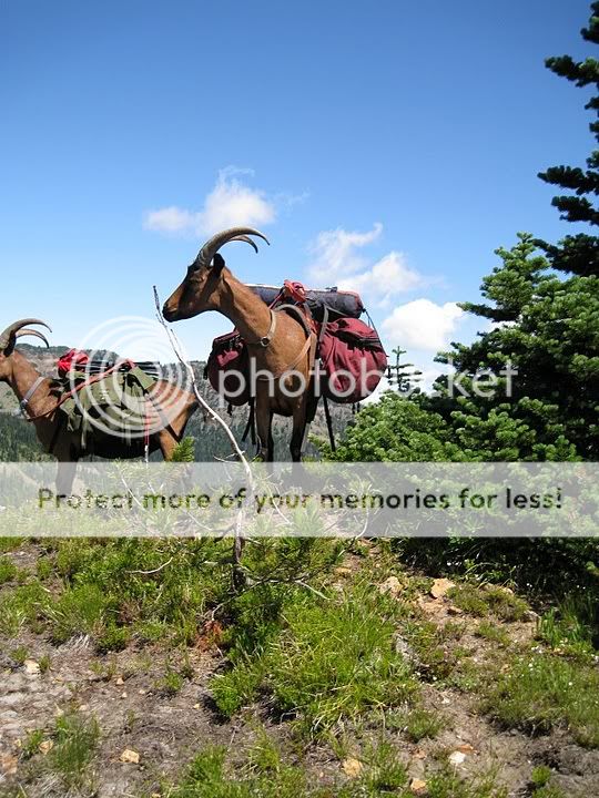 Goat Packing | BladeForums.com