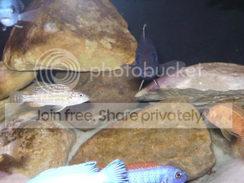 Mbuna Tank: Lots of Pic's + Video | MonsterFishKeepers.com