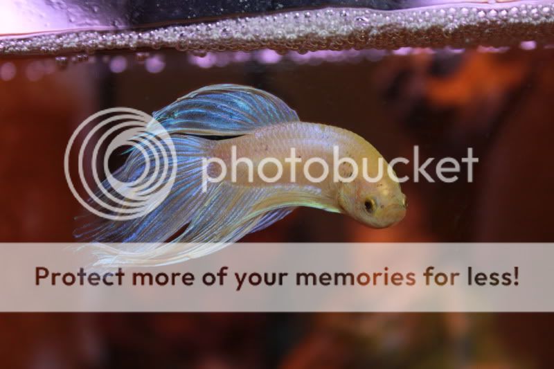 Midas + Everyone! | Betta Fish Forum