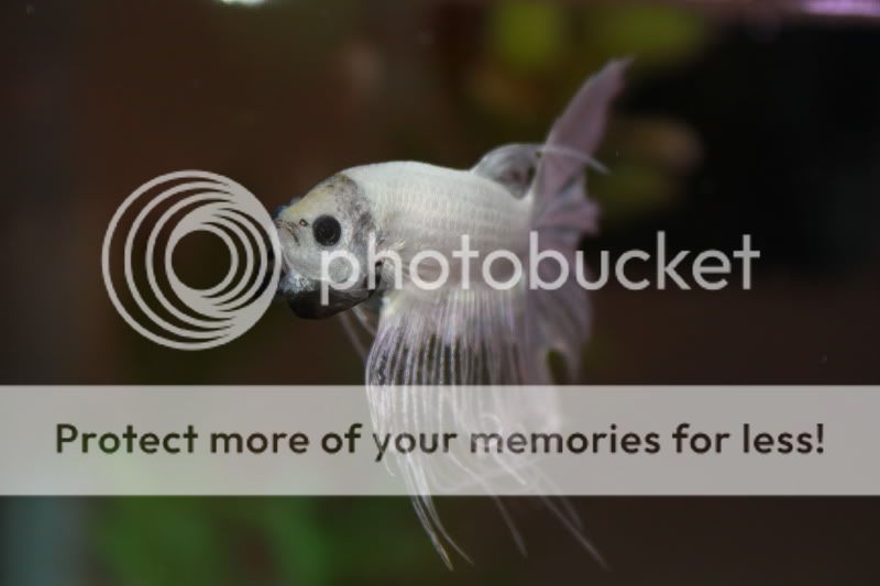 Midas + Everyone! | Betta Fish Forum