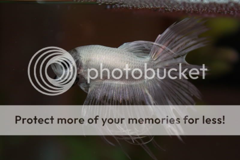 Midas + Everyone! | Betta Fish Forum