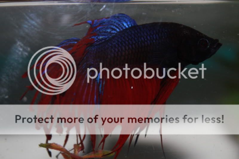 Midas + Everyone! | Betta Fish Forum