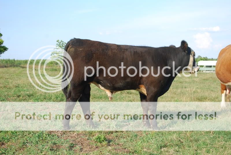 Best Angus cross - CattleToday.com