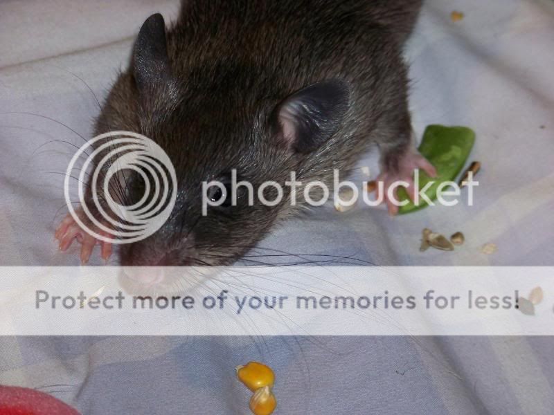 Gambian Pouched Rats | Page 3 | Reptile Forums