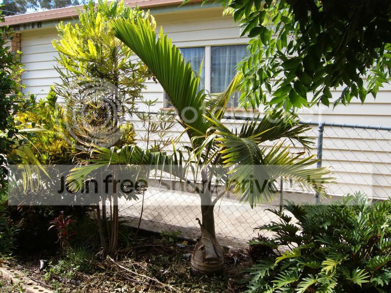 Perfectly Round Palm - DISCUSSING PALM TREES WORLDWIDE - PalmTalk