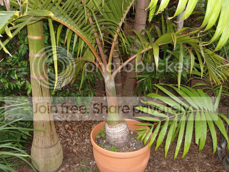 Bottle Palms - DISCUSSING PALM TREES WORLDWIDE - PalmTalk
