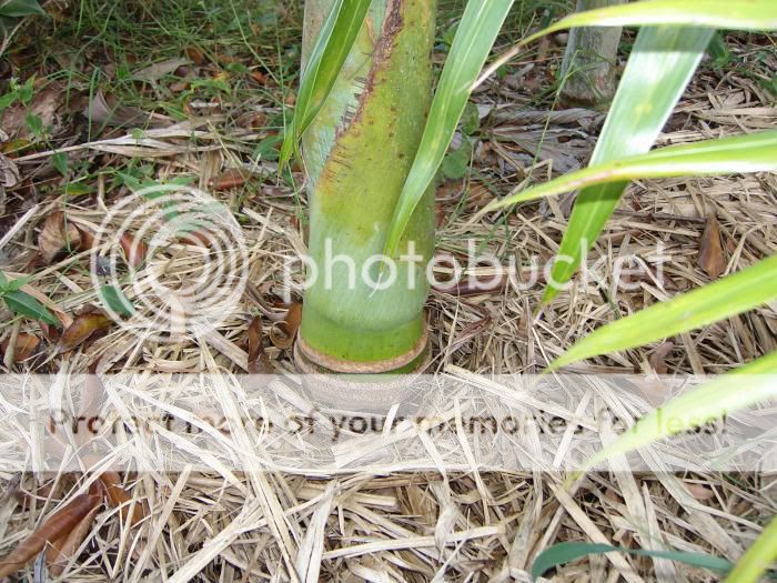 Early stage of Palm Trunks - DISCUSSING PALM TREES WORLDWIDE - PalmTalk