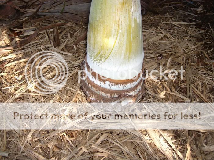 Early stage of Palm Trunks - DISCUSSING PALM TREES WORLDWIDE - PalmTalk