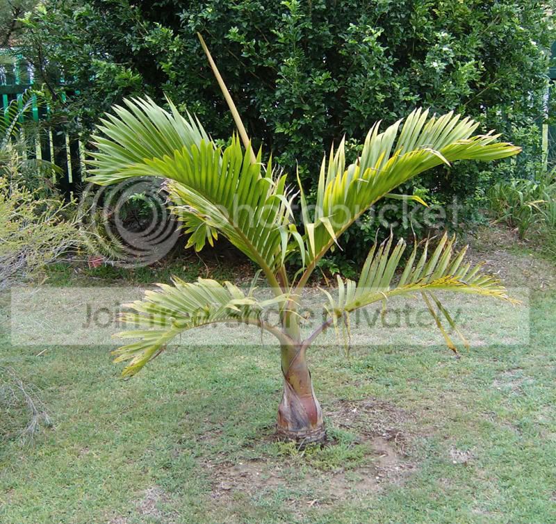 Bottle Palms - DISCUSSING PALM TREES WORLDWIDE - PalmTalk