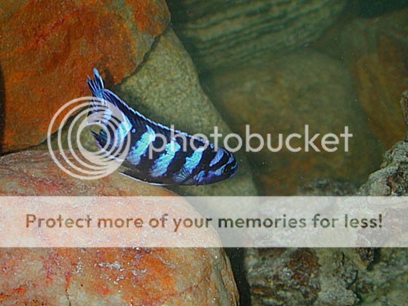 White Tops & Ps. Demasoni | Cichlid Fish Forum