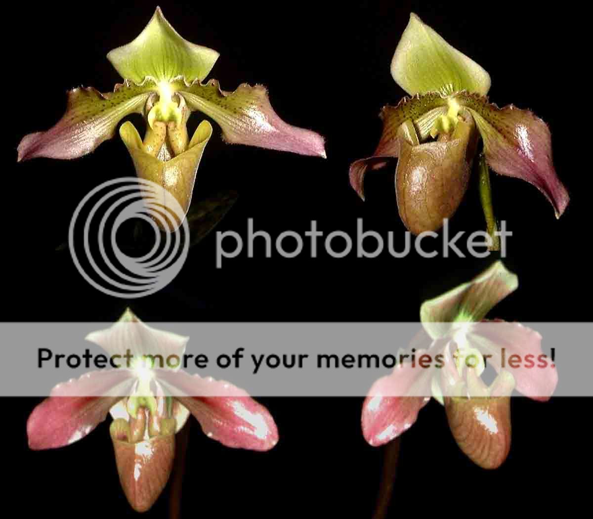 Paph. papuanum | Slippertalk Orchid Forum
