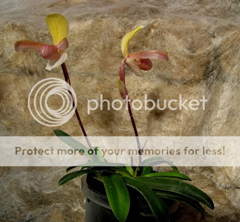 Paphiopedilum helenae forma delicatum | Slippertalk Orchid Forum