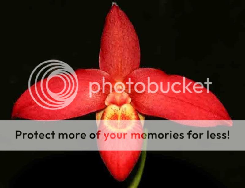 Phrag. Inca Fire - Andean Fire X besseae a | Slippertalk Orchid Forum