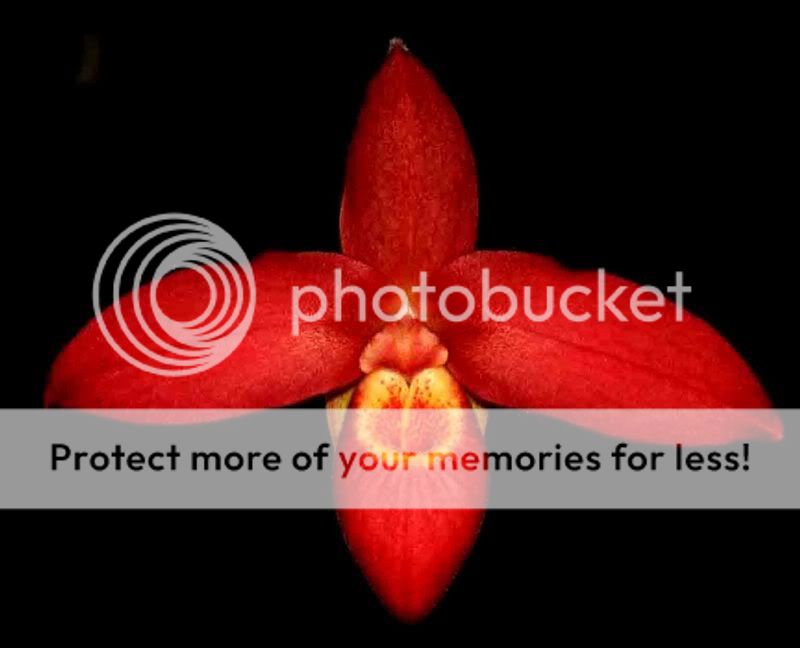 Phrag. Inca Fire - Andean Fire X besseae a | Slippertalk Orchid Forum