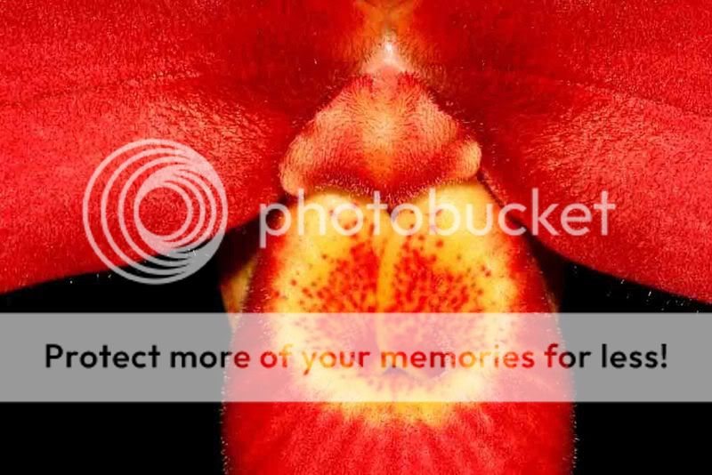 Phrag. Inca Fire - Andean Fire X besseae a | Slippertalk Orchid Forum