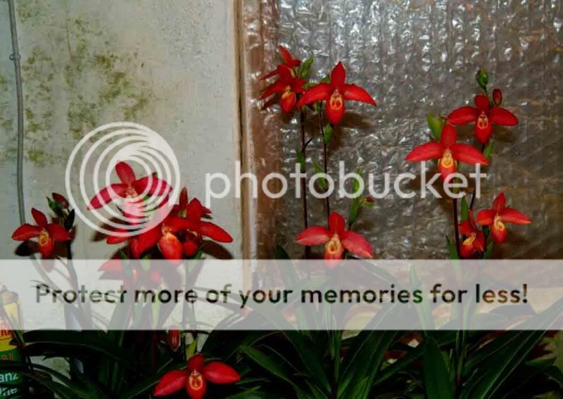 Phrag. Inca Fire - Andean Fire X besseae a | Slippertalk Orchid Forum