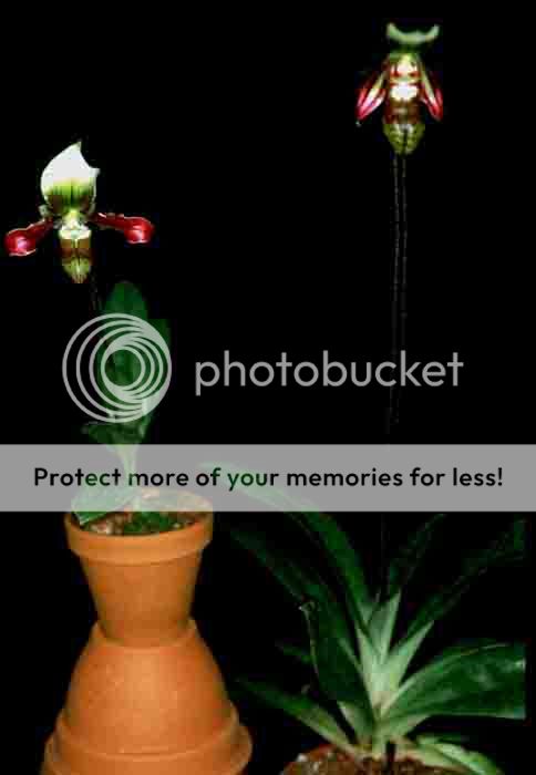 Paph. sangii var. ayubianum | Slippertalk Orchid Forum