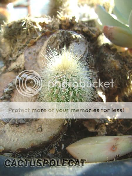 Echinocereus grandis. - CactiGuide.com