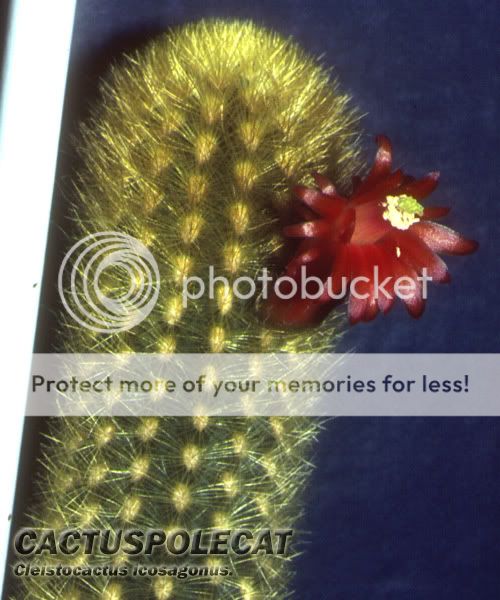 A couple of cactus fo JayJay - CactiGuide.com