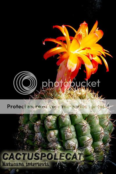 Matucana intertexta on display - CactiGuide.com